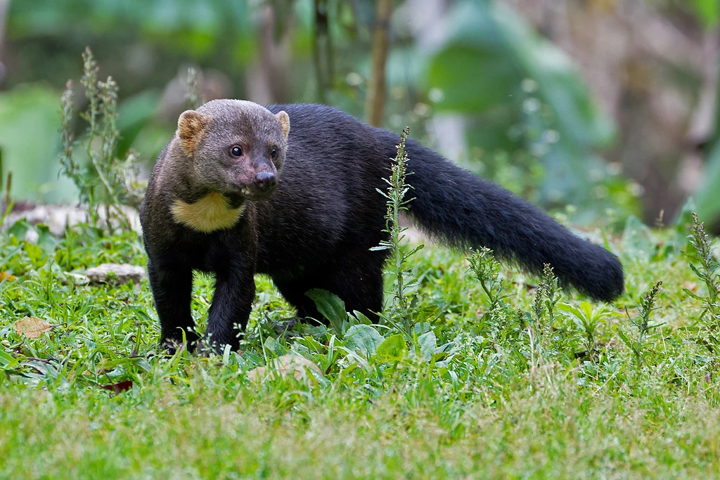 Tayra | Animals Wiki | Fandom