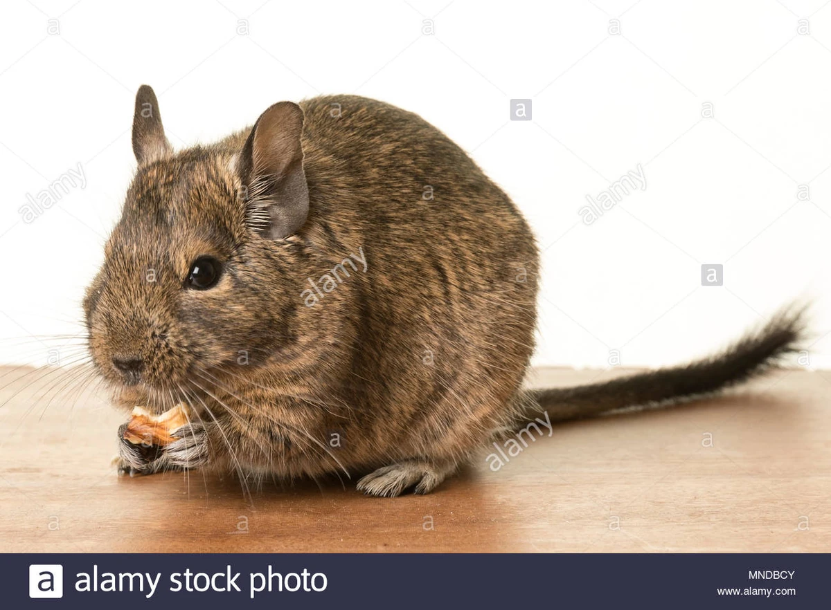 Common Degu | Animals Wiki | Fandom