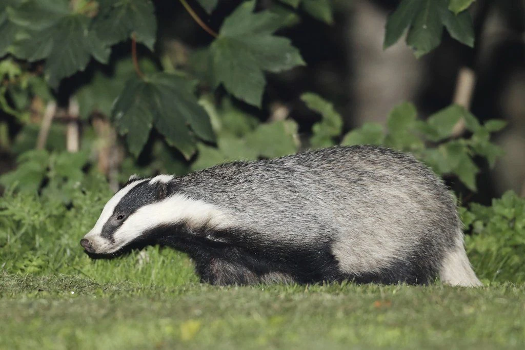 European Badger | Animals Wiki | Fandom