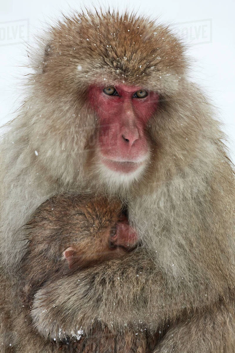 Japanese Macaque | Animals Wiki | Fandom