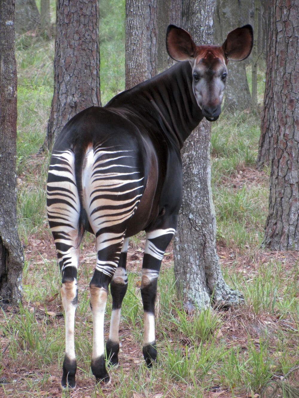 Okapi | Animals Wiki | Fandom