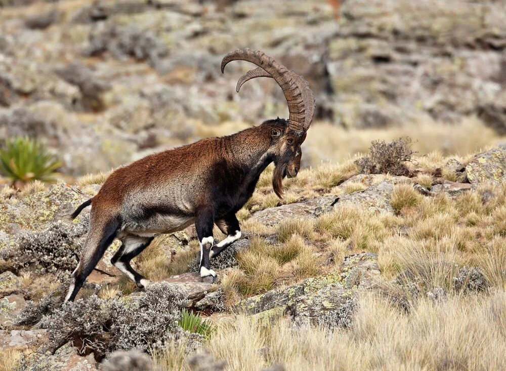 Walia Ibex | Animals Wiki | Fandom