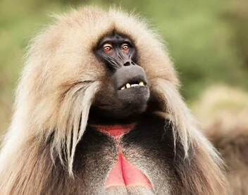 Gelada | Animals Wiki | Fandom
