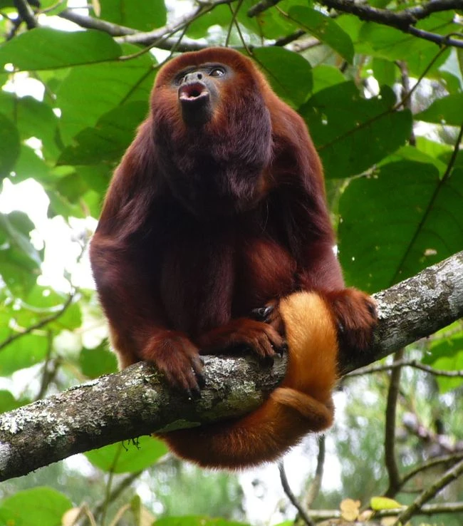 Venezuelan Red Howler | Animals Wiki | Fandom