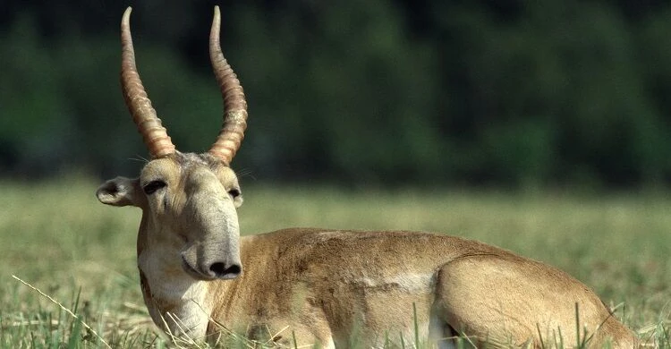 Saiga | Animals Wiki | Fandom