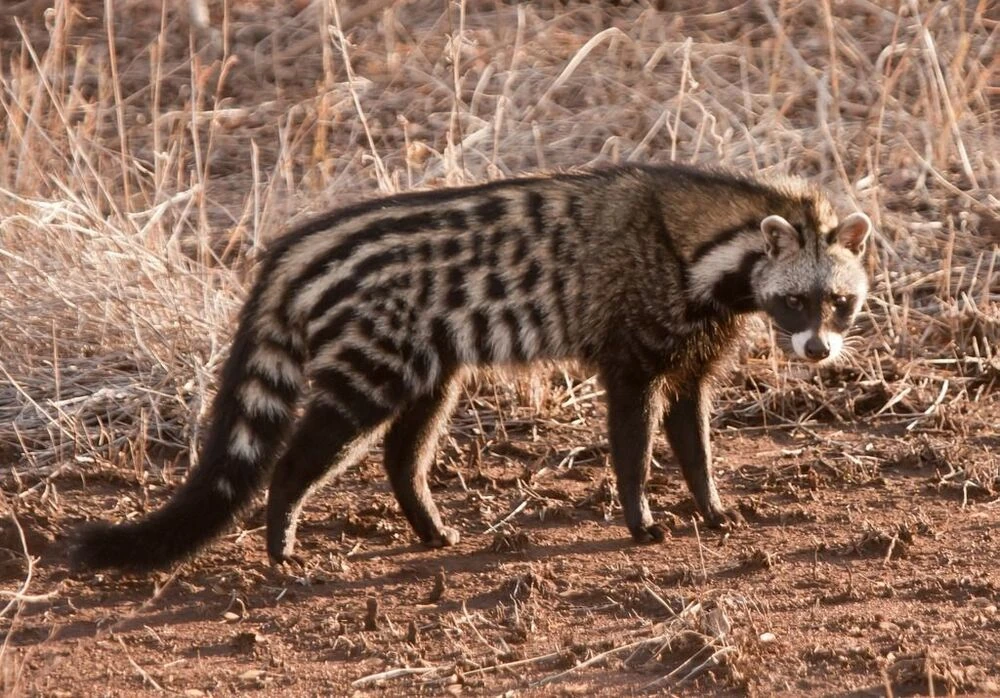 African Civet | Animals Wiki | Fandom