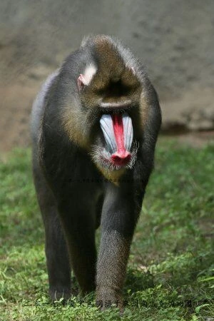 Mandrill | Animals Wiki | Fandom
