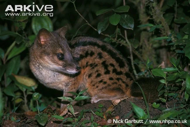 Fanaloka | Animals Wiki | Fandom