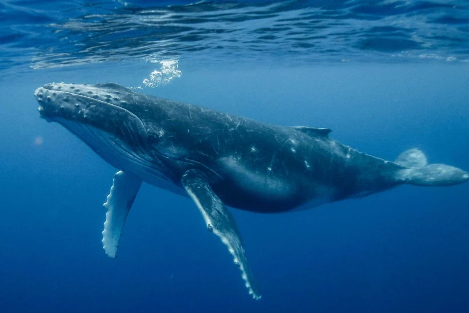 Category:Baleen Whales | Animals Wiki | Fandom
