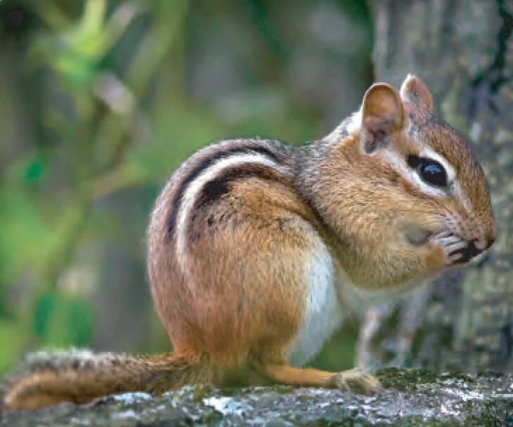 Eastern Chipmunk | Animals Wiki | Fandom