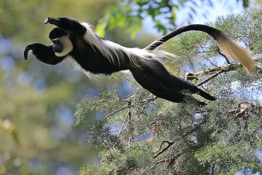 Guereza | Animals Wiki | Fandom
