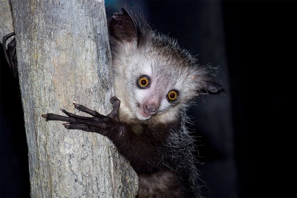 Aye-aye | Animals Wiki | Fandom
