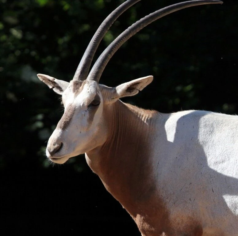 Scimitar-horned Oryx | Animals Wiki | Fandom