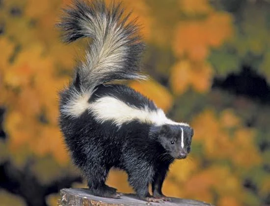 Striped Skunk | Animals Wiki | Fandom