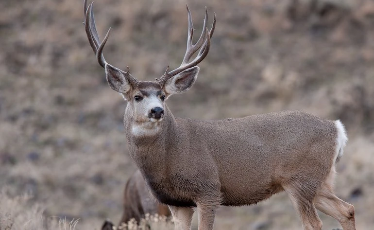 Mule Deer | Animals Wiki | Fandom