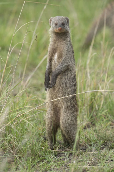 Banded Mongoose | Animals Wiki | Fandom