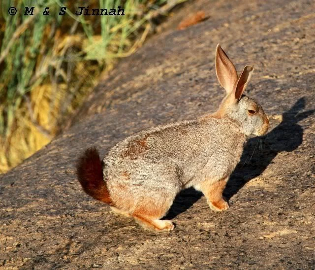 Red Rock Hare | Animals Wiki | Fandom