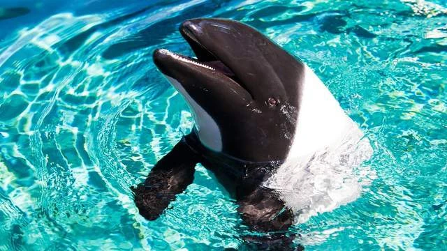 Commerson's Dolphin | Animals Wiki | Fandom