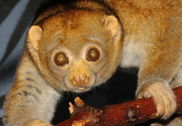 Potto | Animals Wiki | Fandom