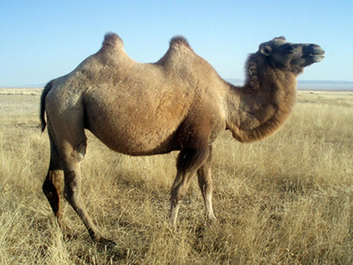 Bactrian Camel | Animals Wiki | Fandom