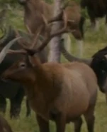 Elk | Animals Wiki | Fandom