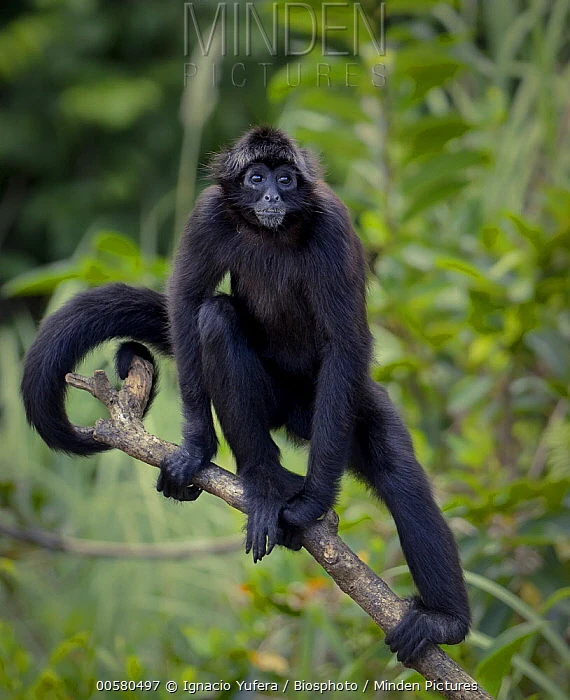 Black-headed Spider Monkey | Animals Wiki | Fandom