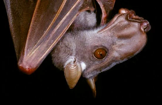 Hammerhead Bat | Animals Wiki | Fandom