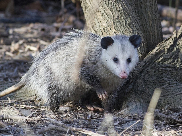 Virginia Opossum | Animals Wiki | Fandom