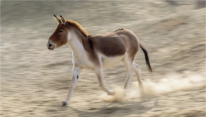 Onager | Animals Wiki | Fandom