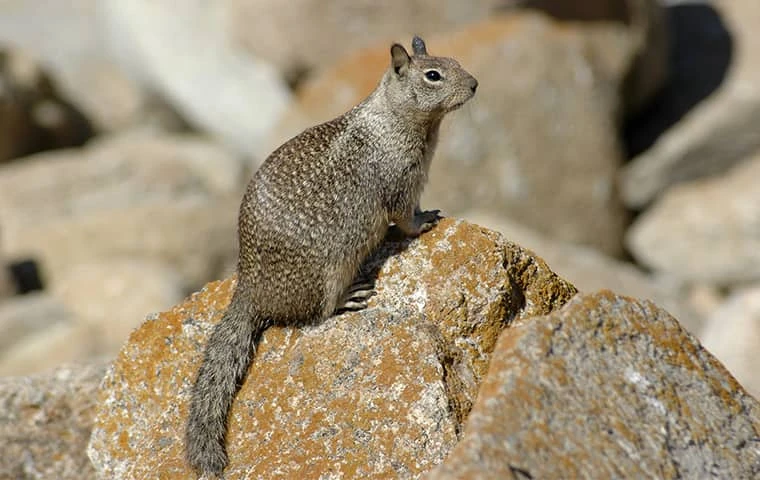 California Ground Squirrel | Animals Wiki | Fandom