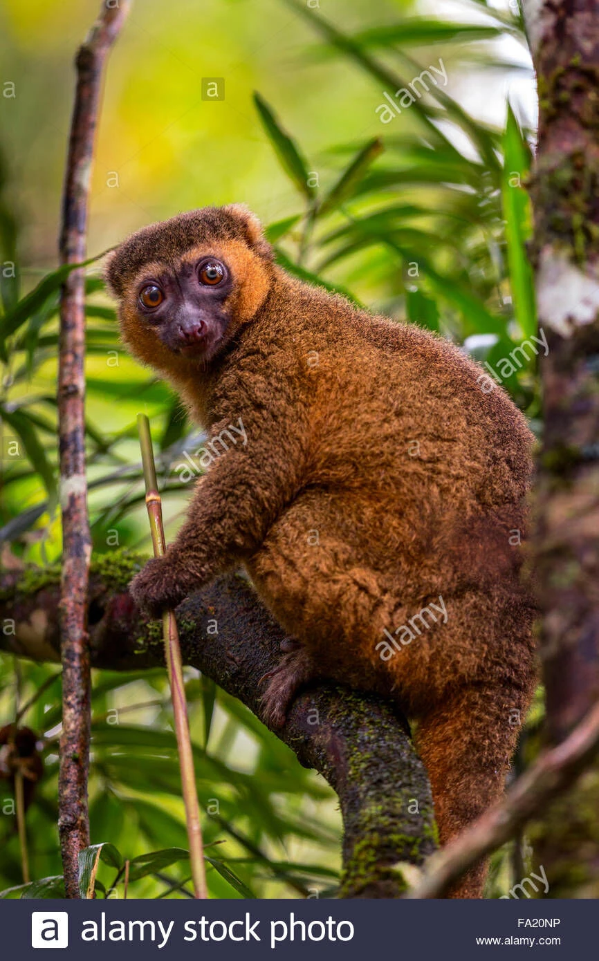 Golden Bamboo Lemur | Animals Wiki | Fandom
