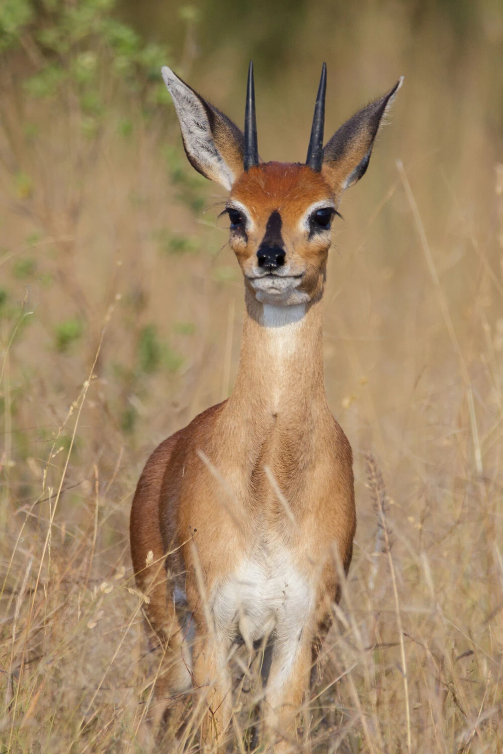 Steenbok | Animals Wiki | Fandom