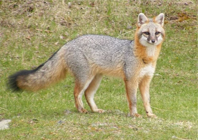 Grey Fox | Animals Wiki | Fandom