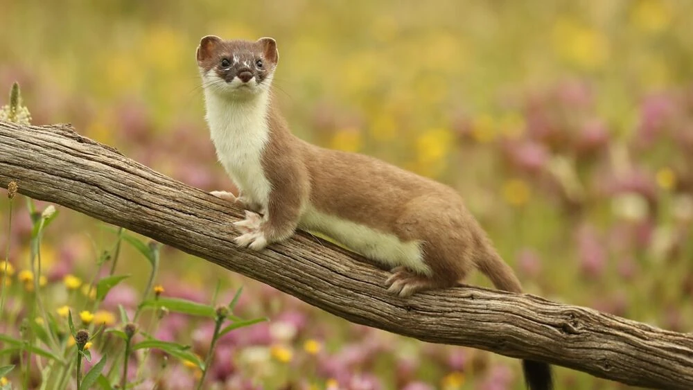Stoat | Animals Wiki | Fandom