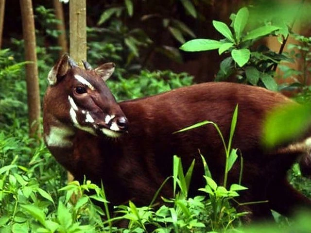 Saola | Animals Wiki | Fandom
