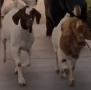 Domestic Goat | Animals Wiki | Fandom