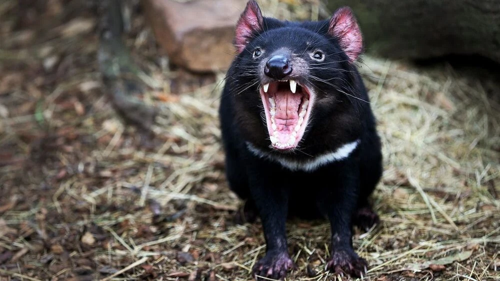 Tasmanian Devil | Animals Wiki | Fandom