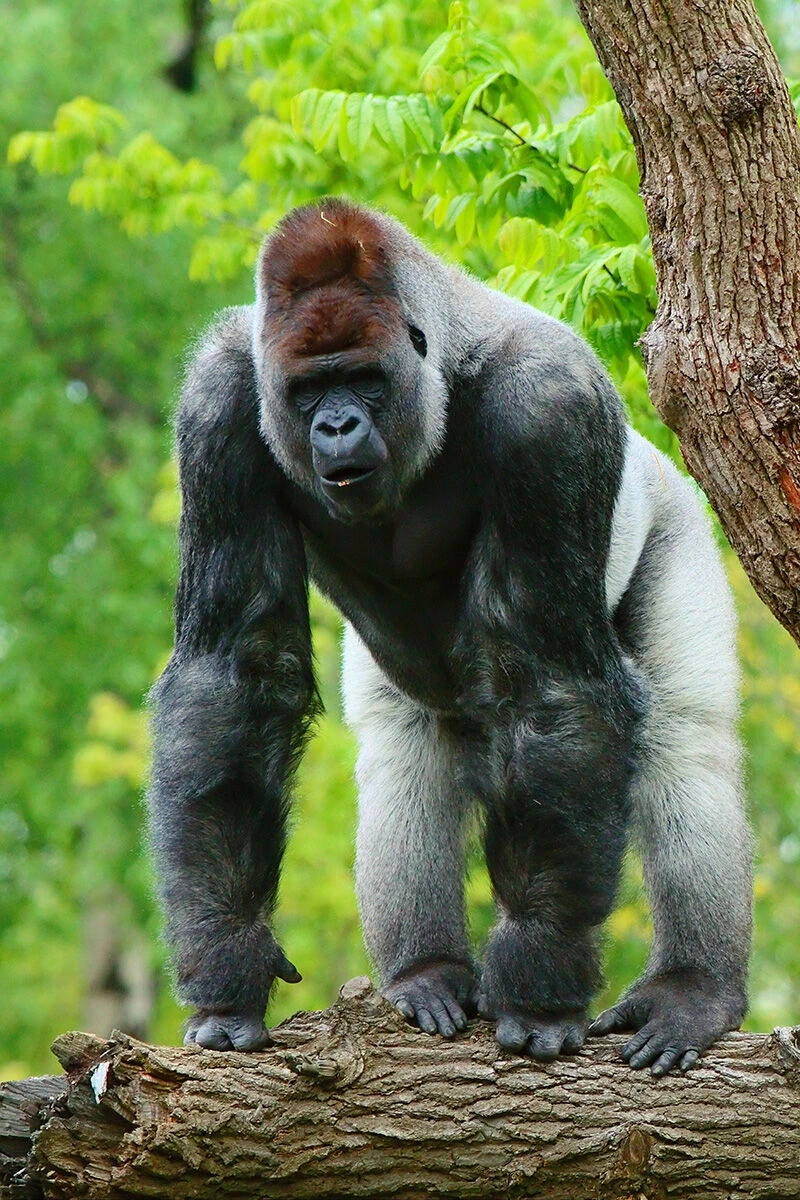 Western Gorilla | Animals Wiki | Fandom