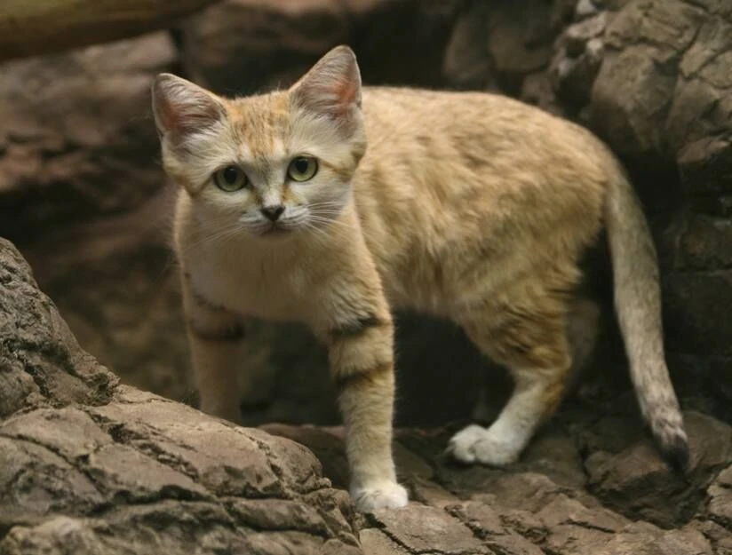 Sand Cat | Animals Wiki | Fandom