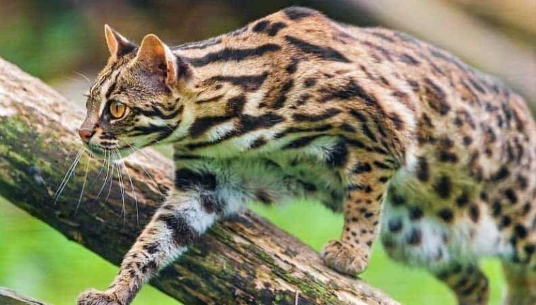 Leopard Cat | Animals Wiki | Fandom