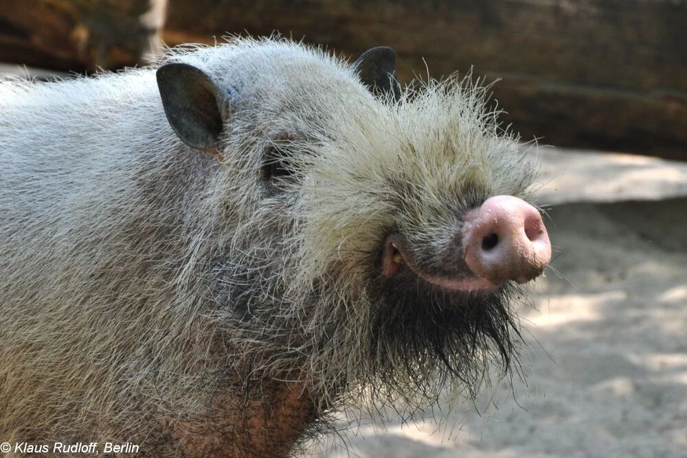 Bornean Bearded Pig | Animals Wiki | Fandom