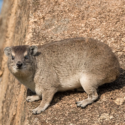 Rock Hyrax | Animals Wiki | Fandom