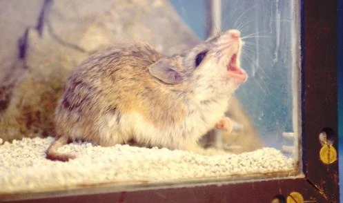 Southern Grasshopper Mouse | Animals Wiki | Fandom