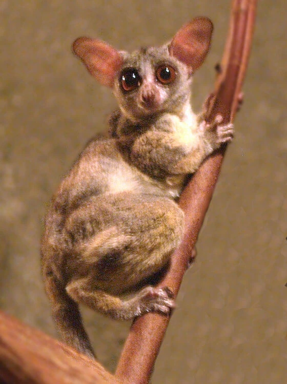Senegal Bushbaby | Animals Wiki | Fandom