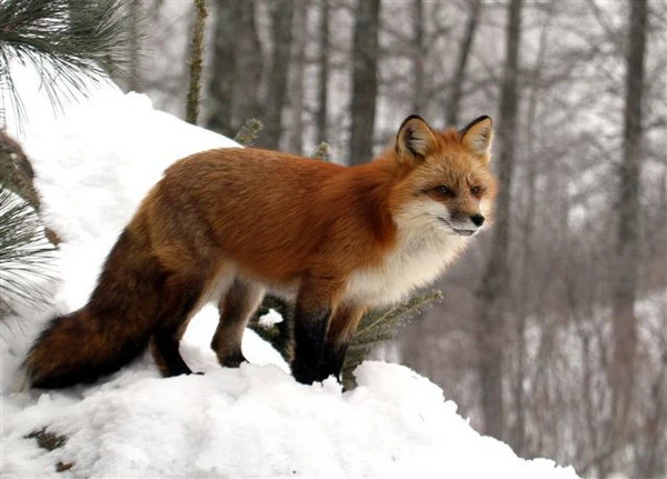 Red Fox | Animals Wiki | Fandom