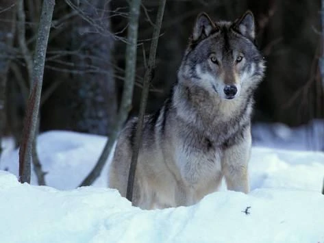 Grey Wolf | Animals Wiki | Fandom