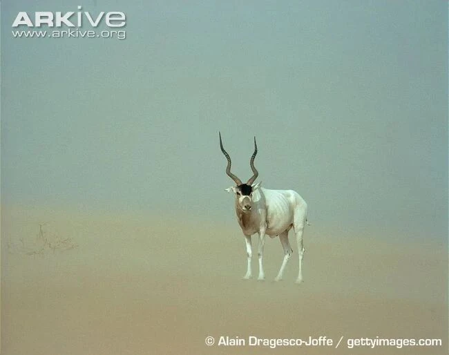 Addax | Animals Wiki | Fandom