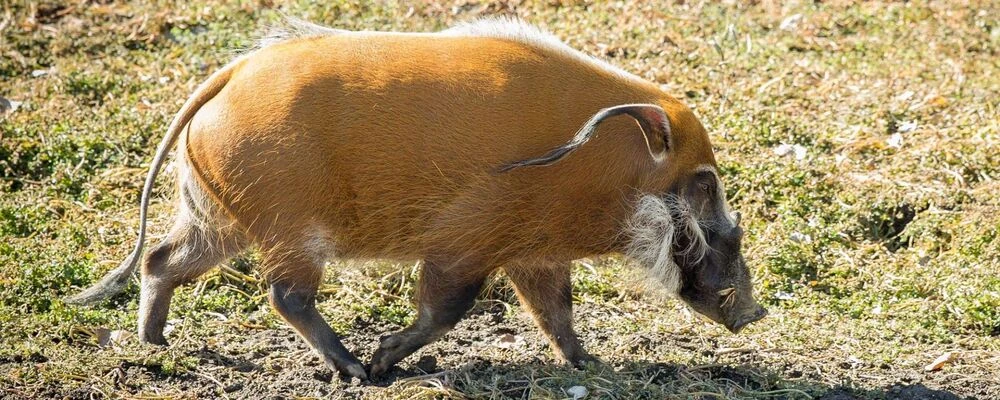 Red River Hog | Animals Wiki | Fandom