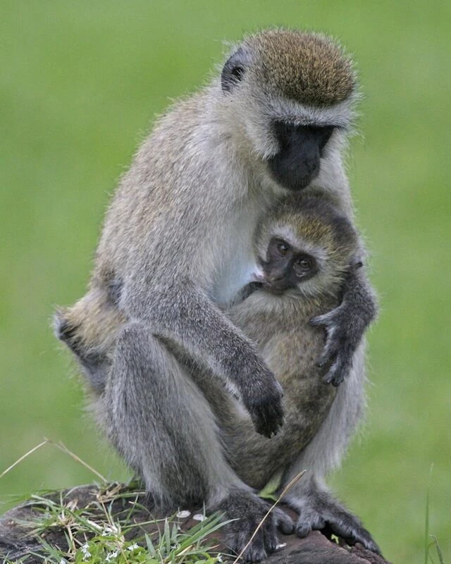 Vervet Monkey | Animals Wiki | Fandom