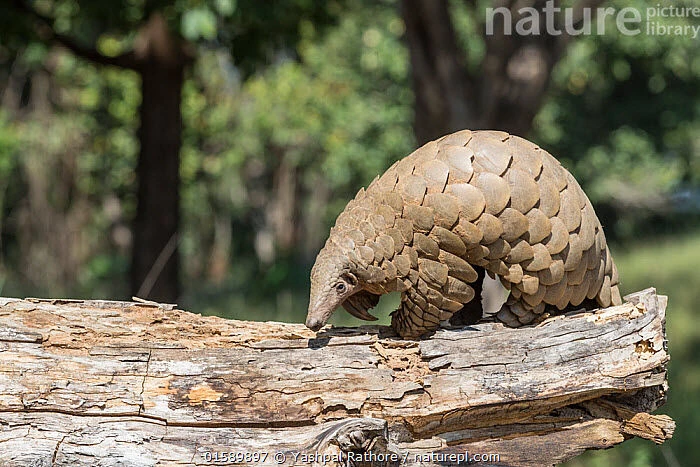 Indian Pangolin | Animals Wiki | Fandom